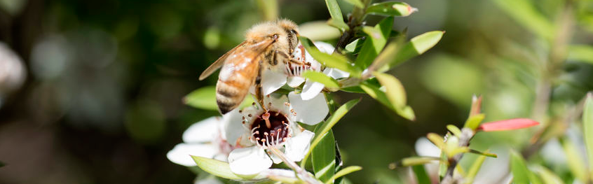 Real Manuka Honey? Bee Sure! Our Honey Has Passed The Manuka Test